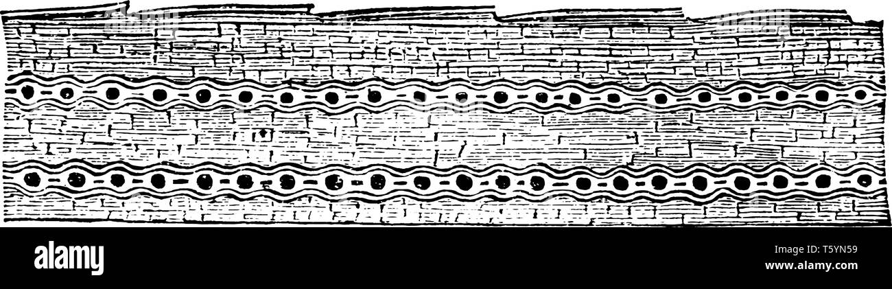 This is Longleaf Pine. Vertical-cross sections of leaves. It is looks ...