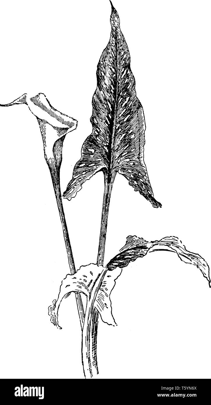 Triangle shaped leaves Black and White Stock Photos & Images - Alamy