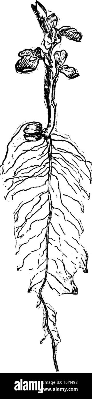 Pea plant roots Stock Vector Images - Alamy