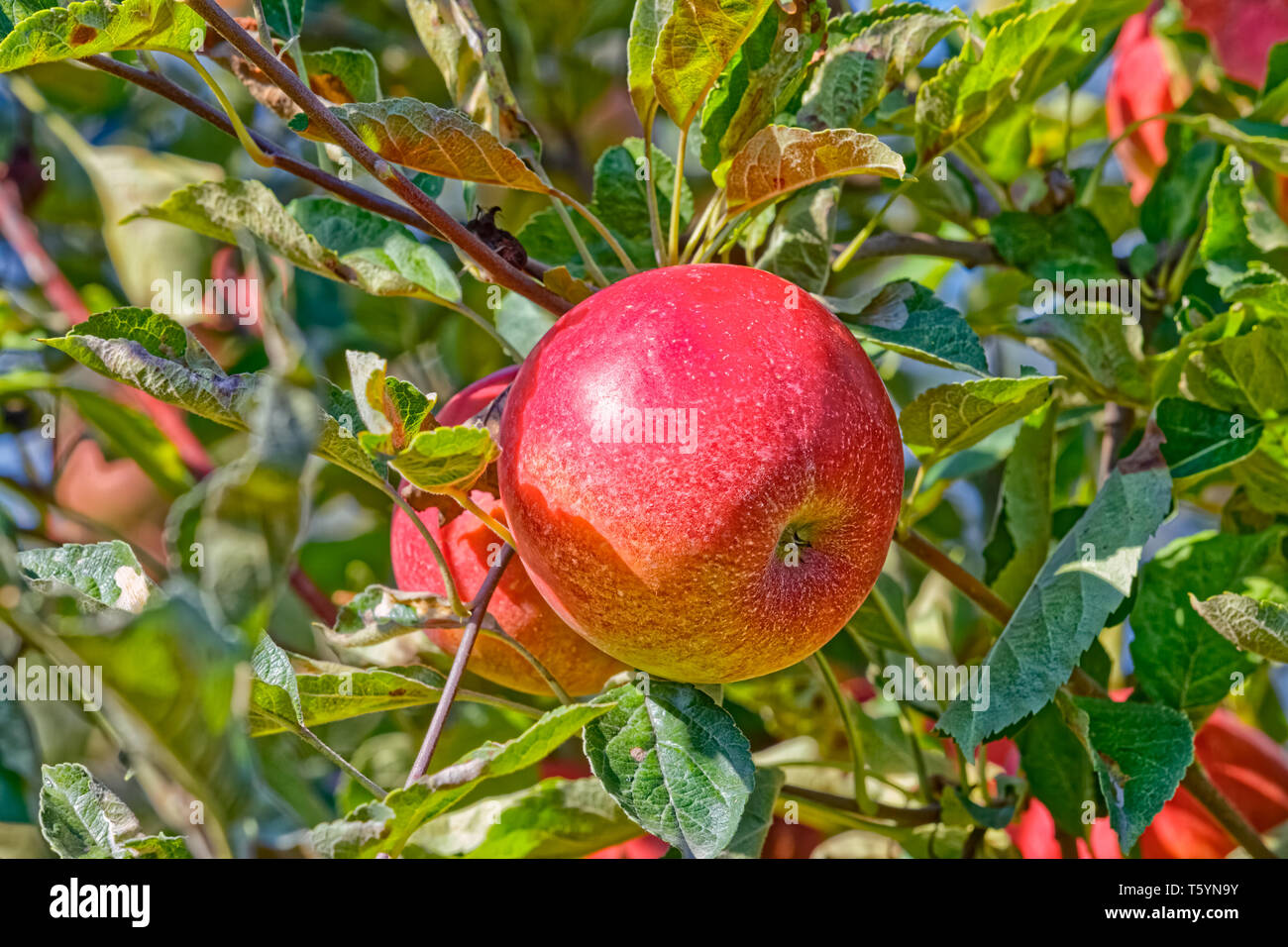 Idared apple hi-res stock photography and images - Alamy