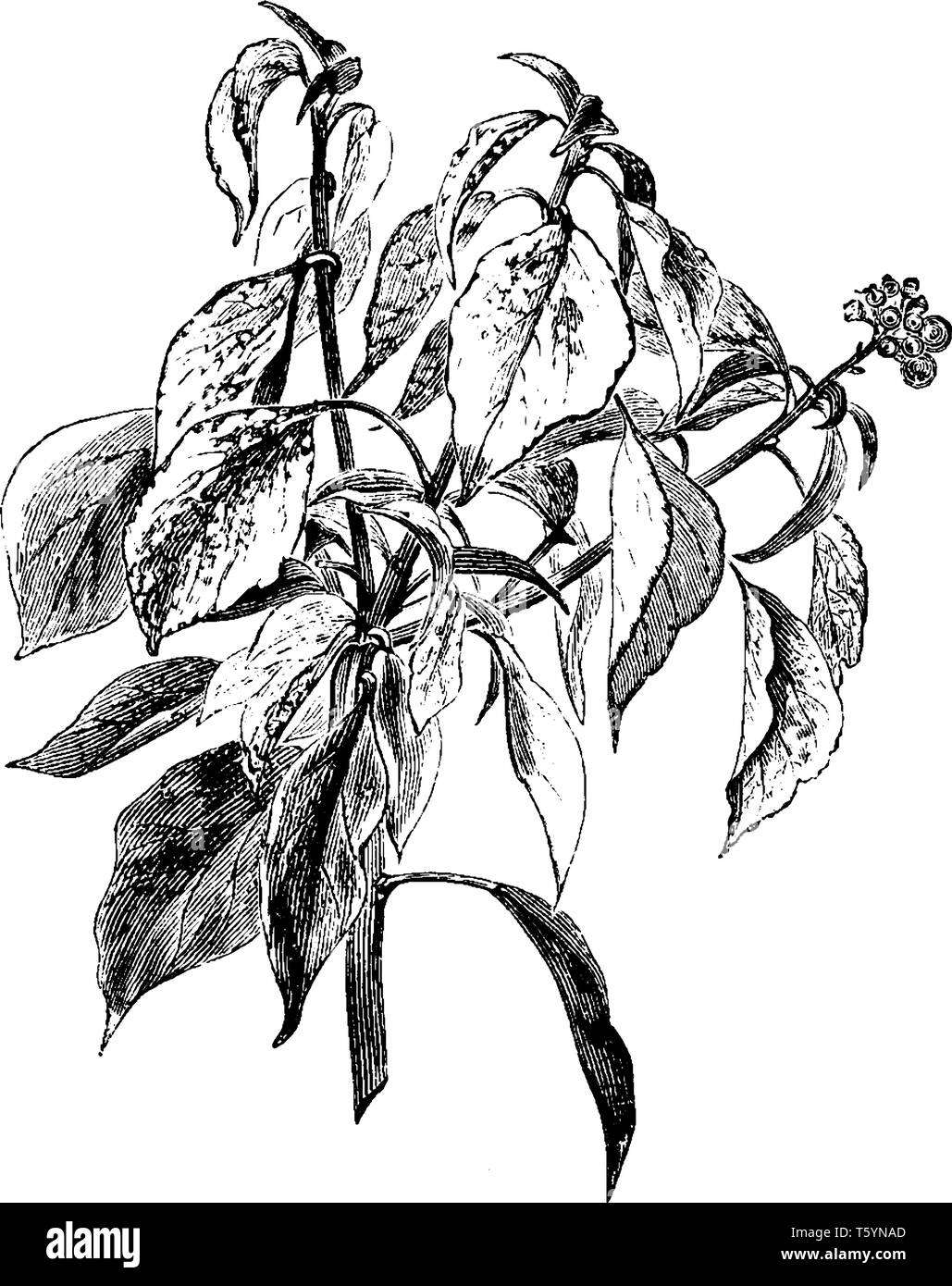 Whole family black white Black and White Stock Photos & Images - Alamy