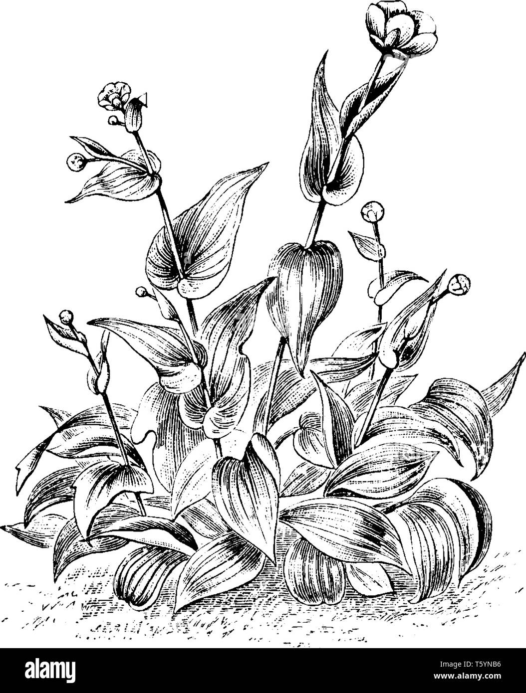 A picture is showing a plant of perennial flowers known as Ranunculus ...