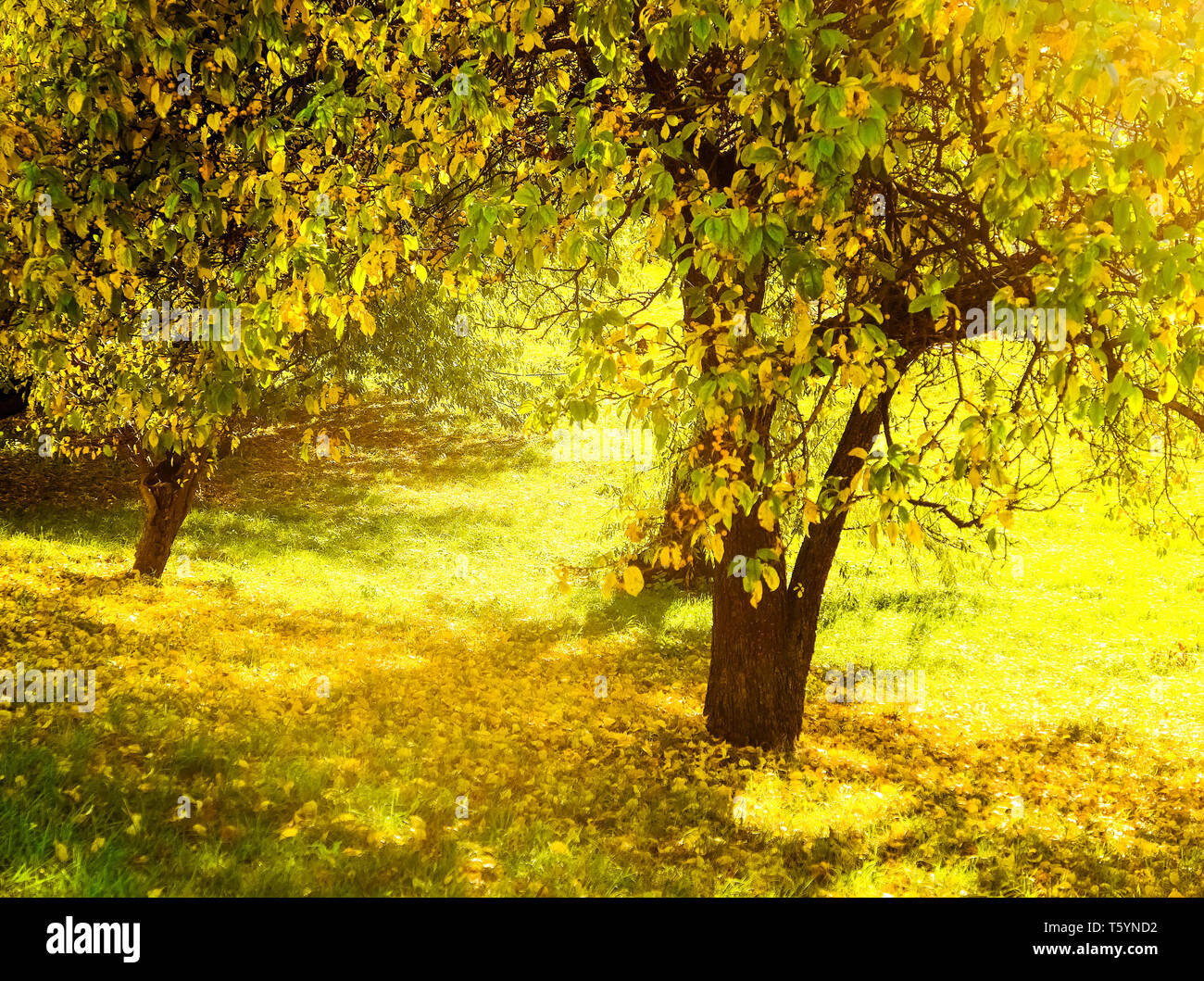 Fall beauty, weather and seasons concept - Autumn nature scene ...