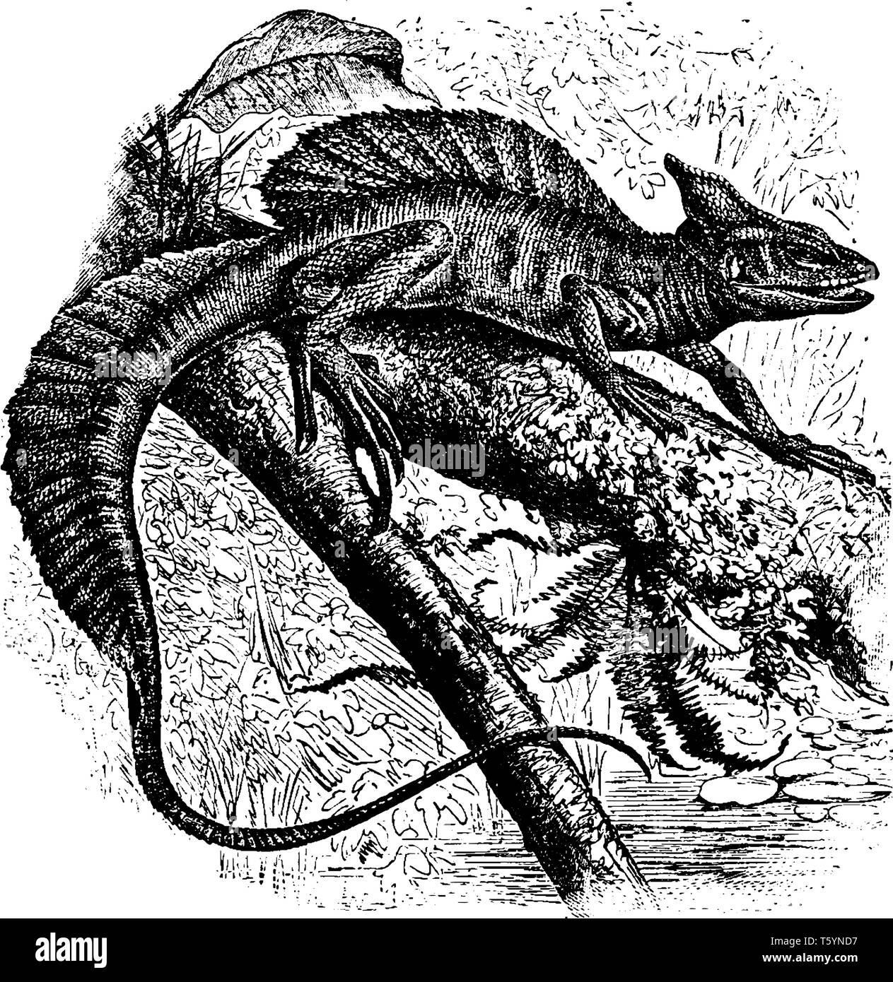 Green Basilisk Lizard Drawing