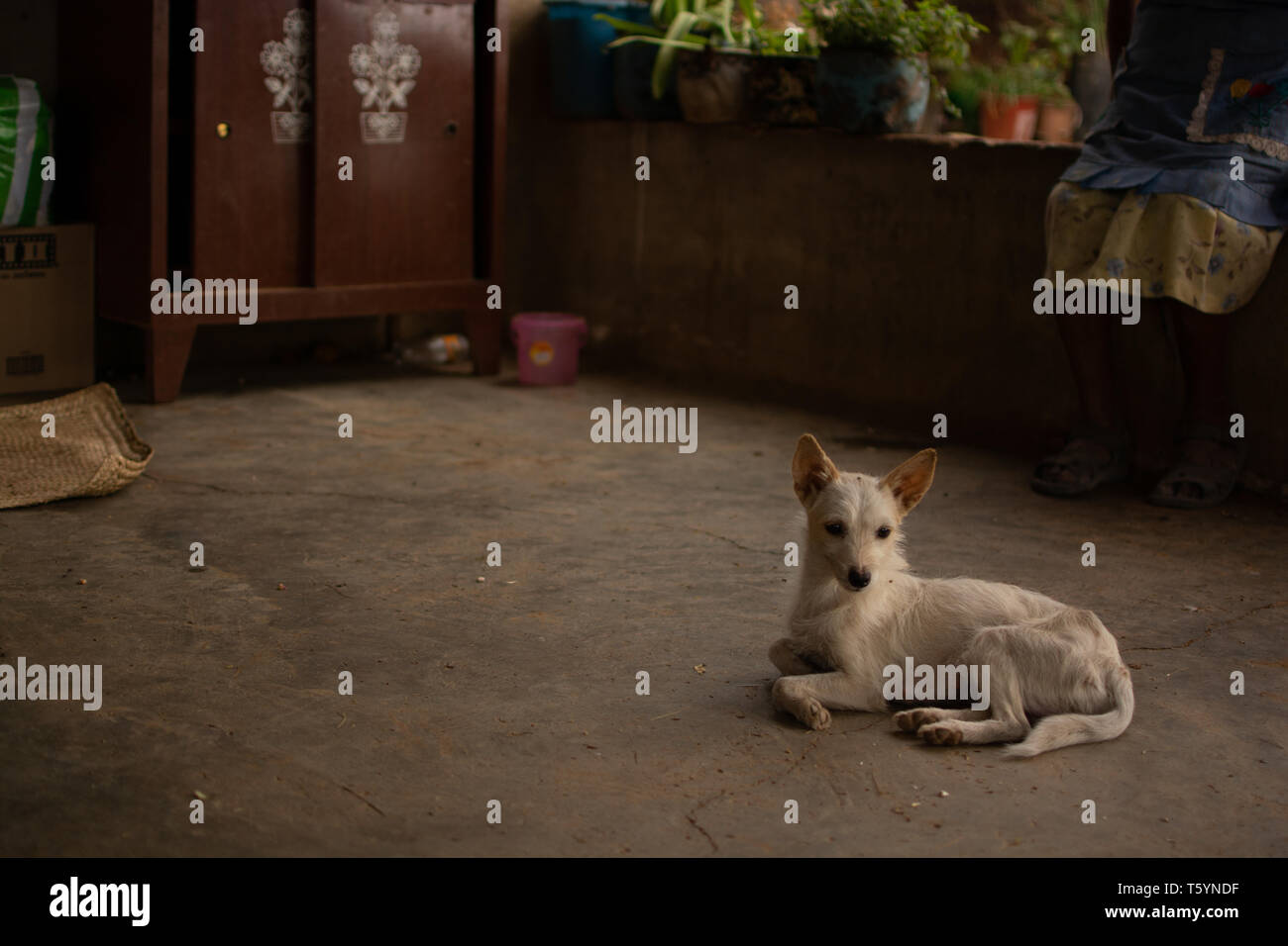 Oaxaca dog hi-res stock photography and images - Alamy