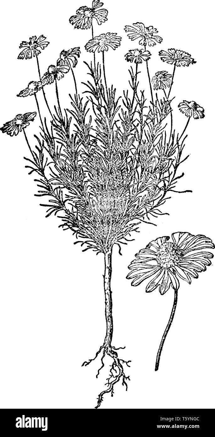 Self pollination Black and White Stock Photos & Images - Alamy