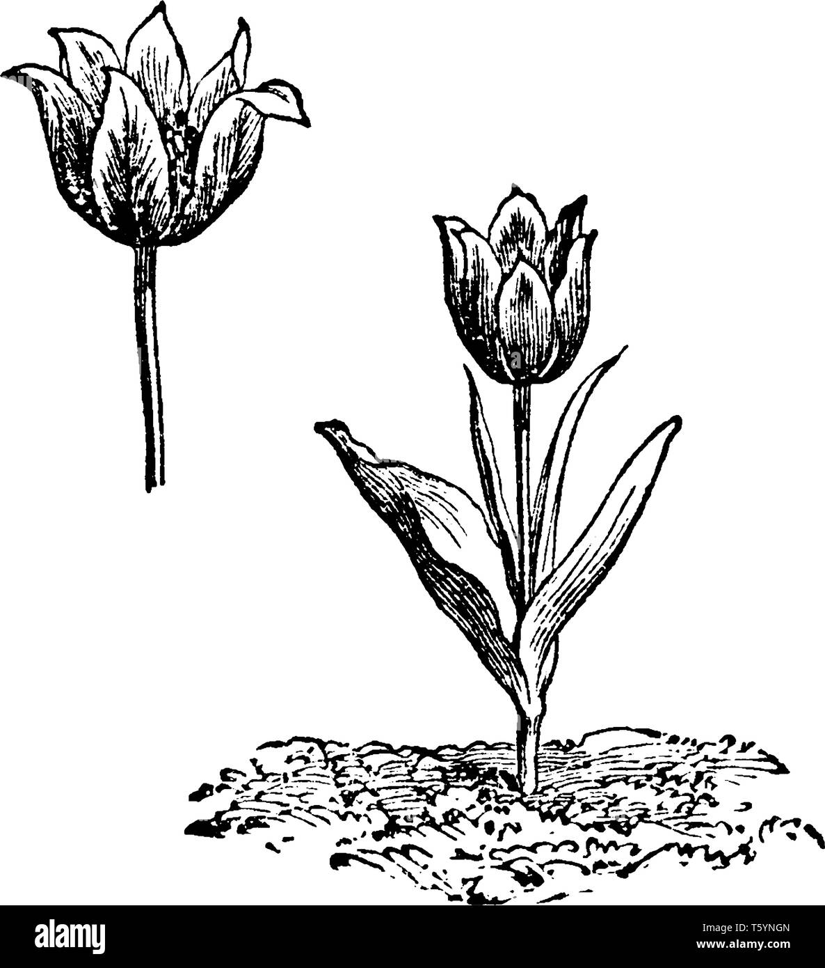 Apprehend Clipart Flowers