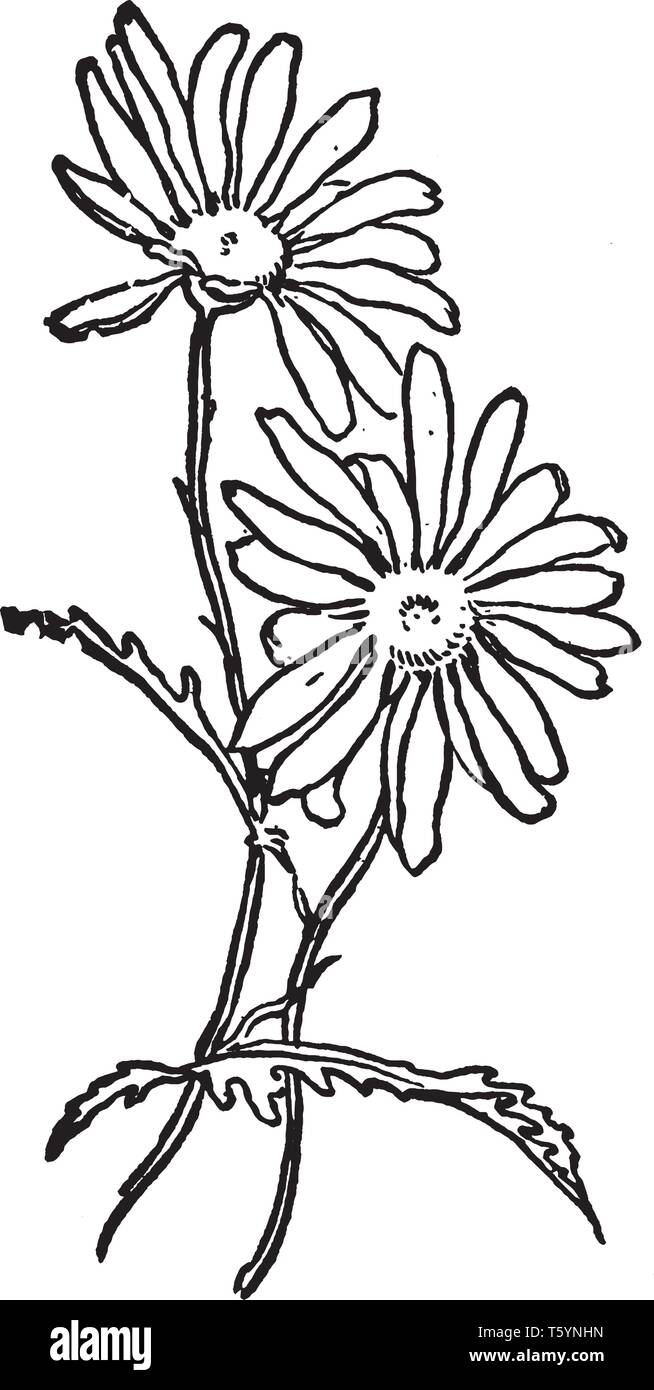 Most Beautiful Flower Drawings