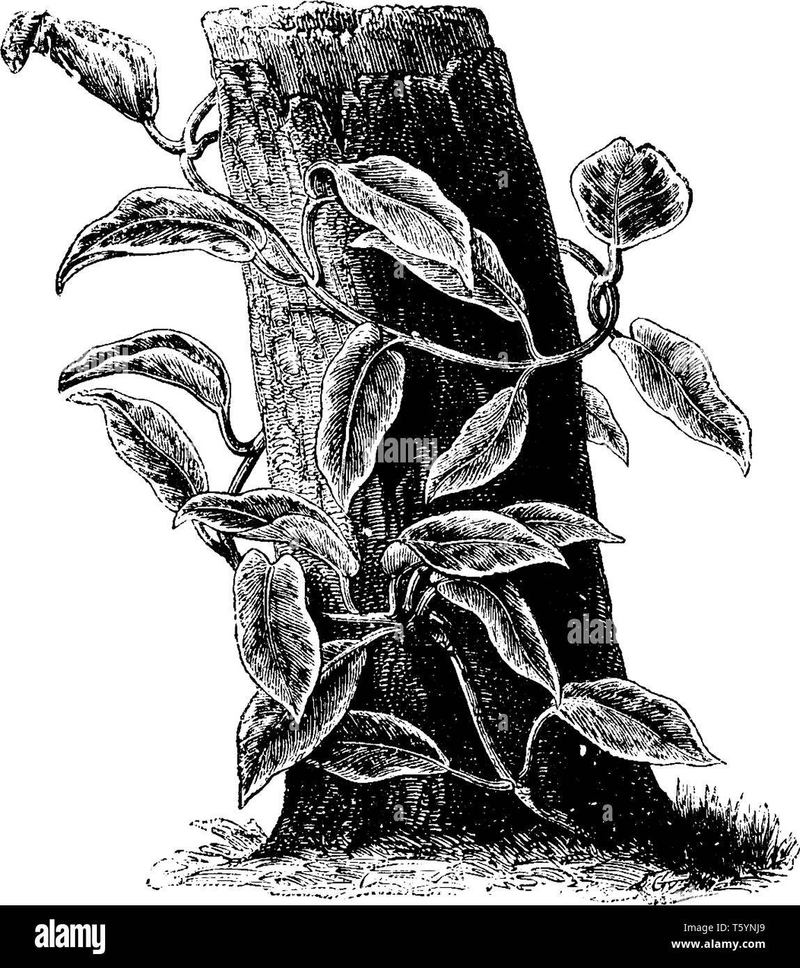 The image shows a Hoya carnosa also known as wax flower. Hoya carnosa ...