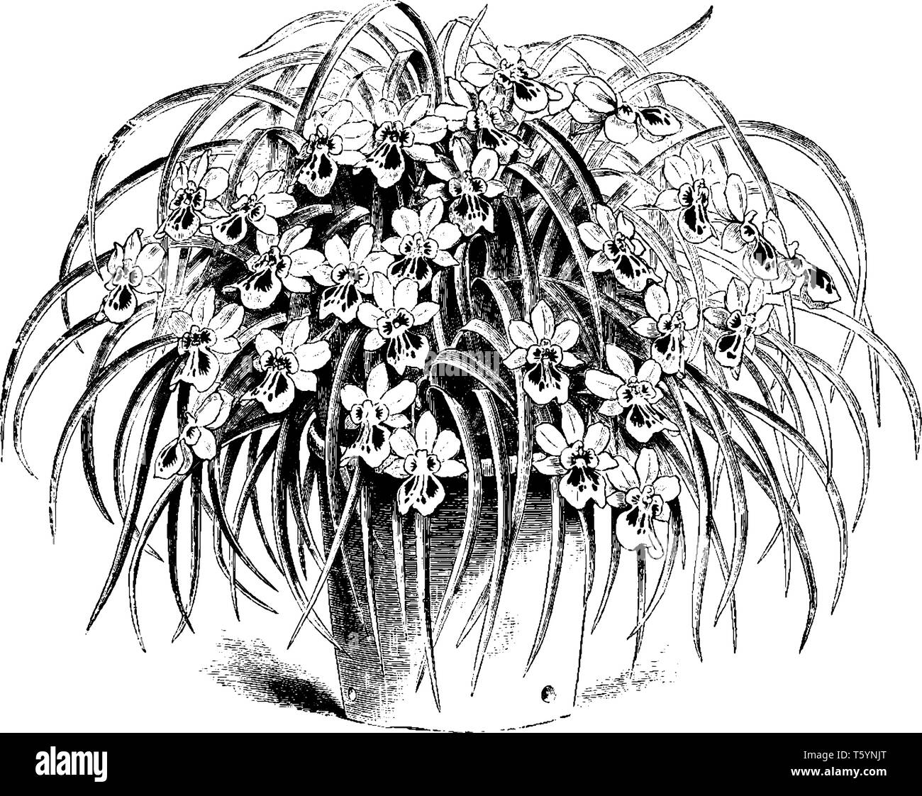 Center portion Black and White Stock Photos & Images - Alamy