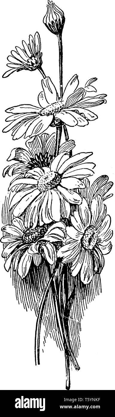 White daisies bunch Stock Vector Images - Alamy