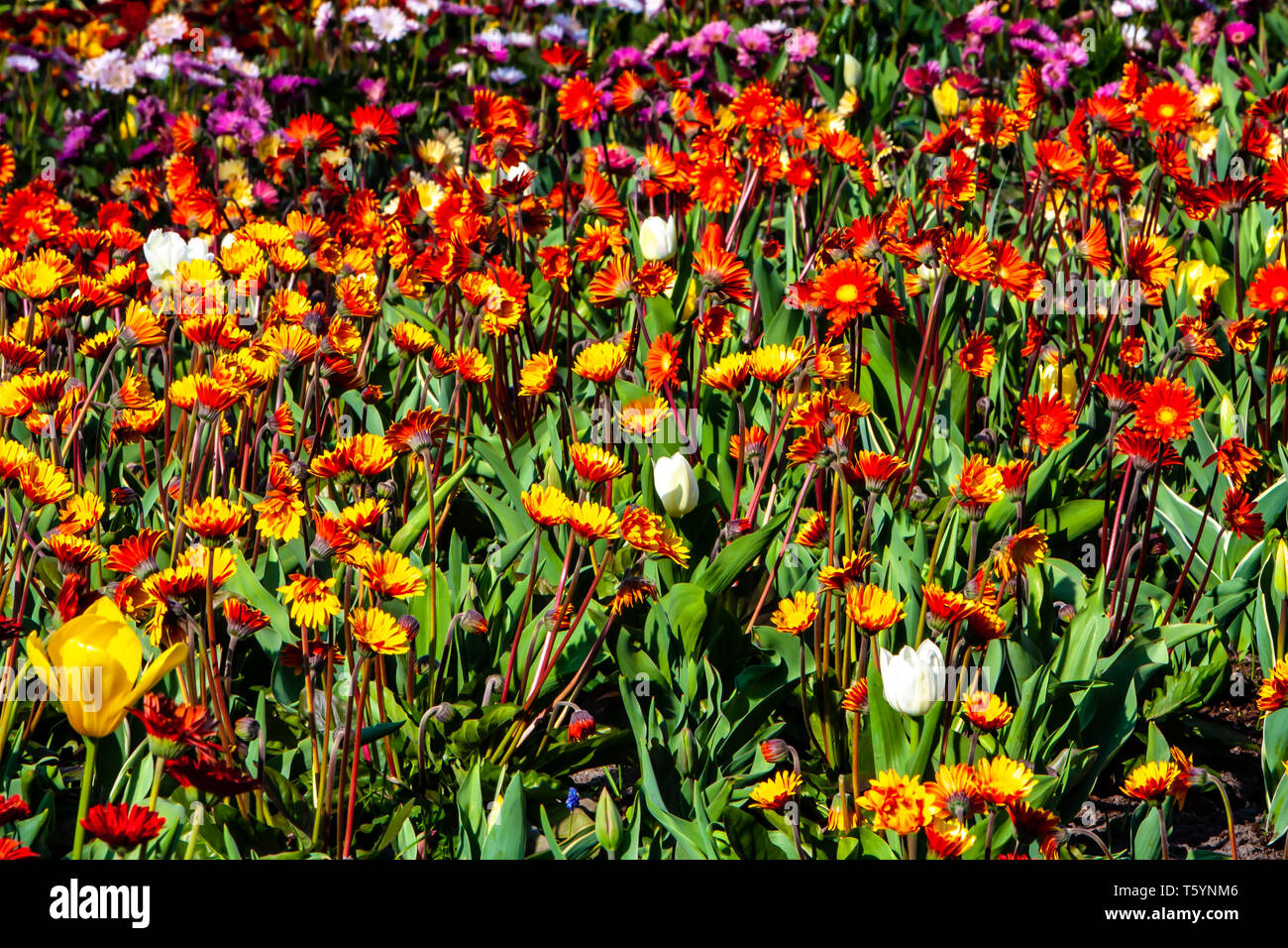 Beautiful orange, yellow, pink flowers in sunny weather in Holland ...
