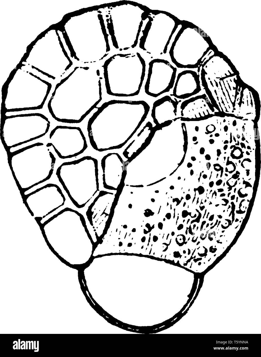 Ferns are reproduced from spores that are gathered in clusters called ...