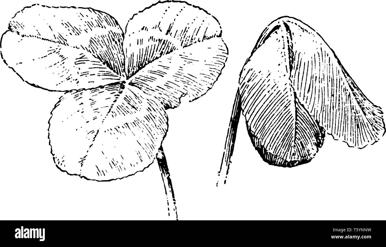 An illustration of Red Clover leaves. Leaves are alternate, trifoliate ...