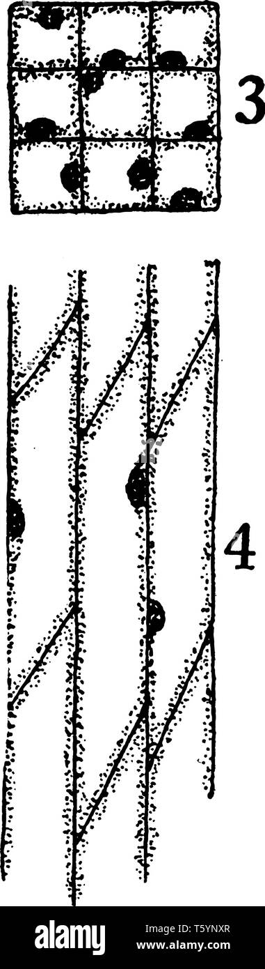A picture showing the development stage of Bast fiber. 3 and 4, cross ...
