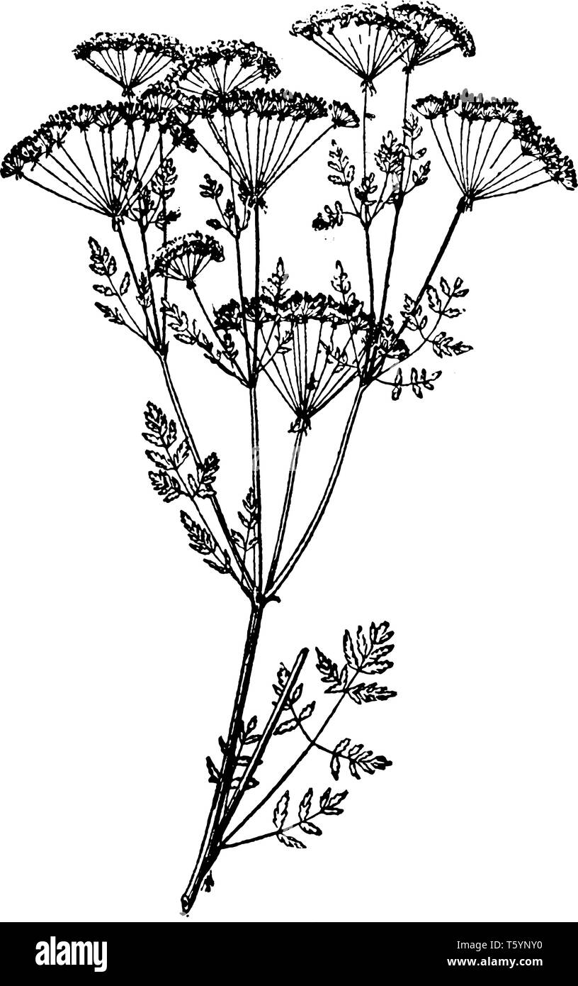 In this frame has poison hemlock's plant. It is a toxic plant. Its ...