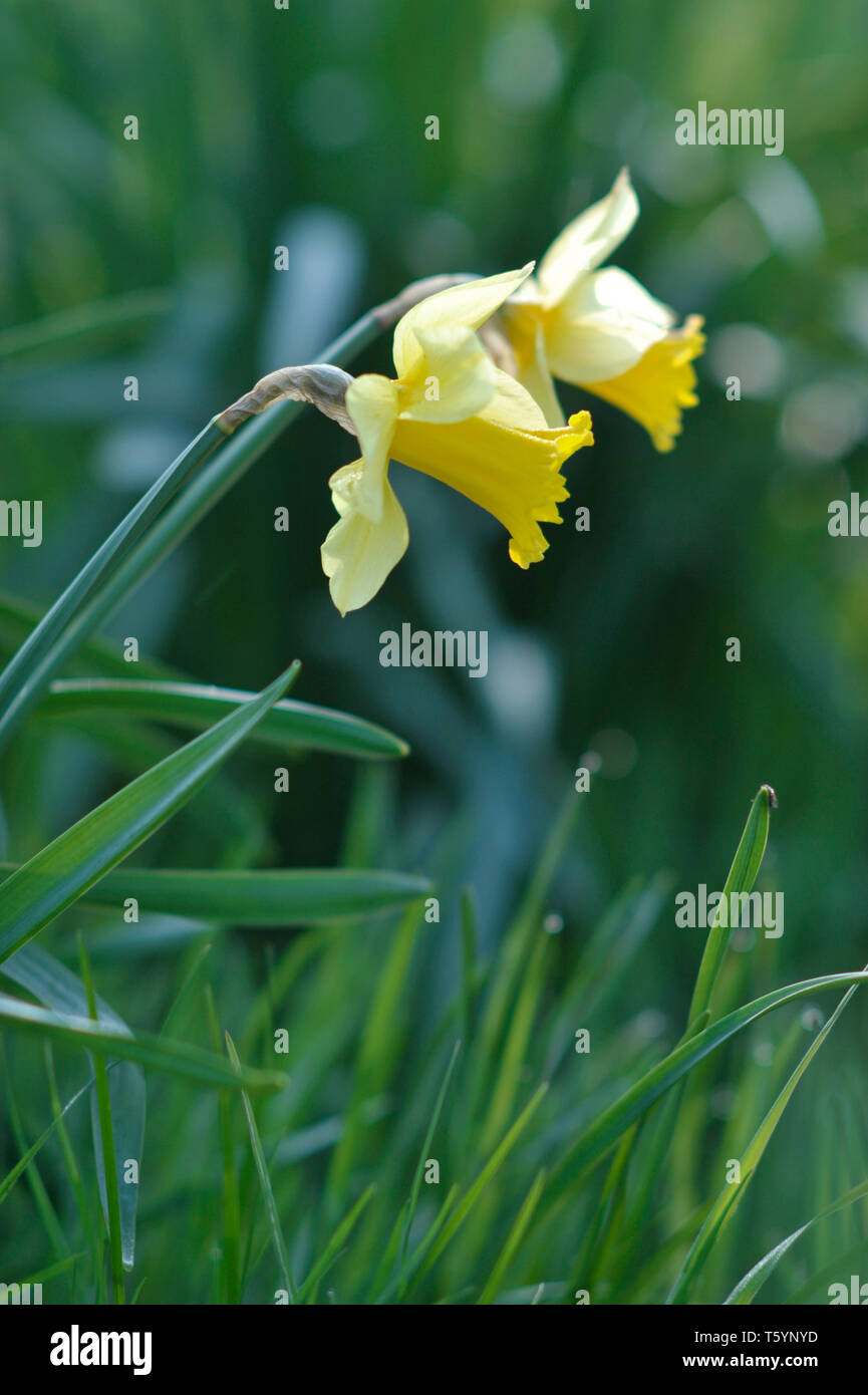 two spring flowering daffodils Stock Photo - Alamy two spring flowering daffodils Stock Photo - Alamy