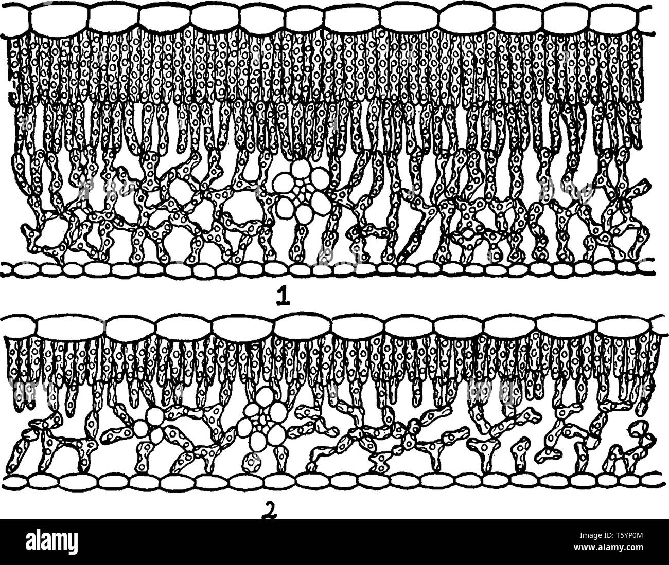 Palisade cell hi-res stock photography and images - Alamy