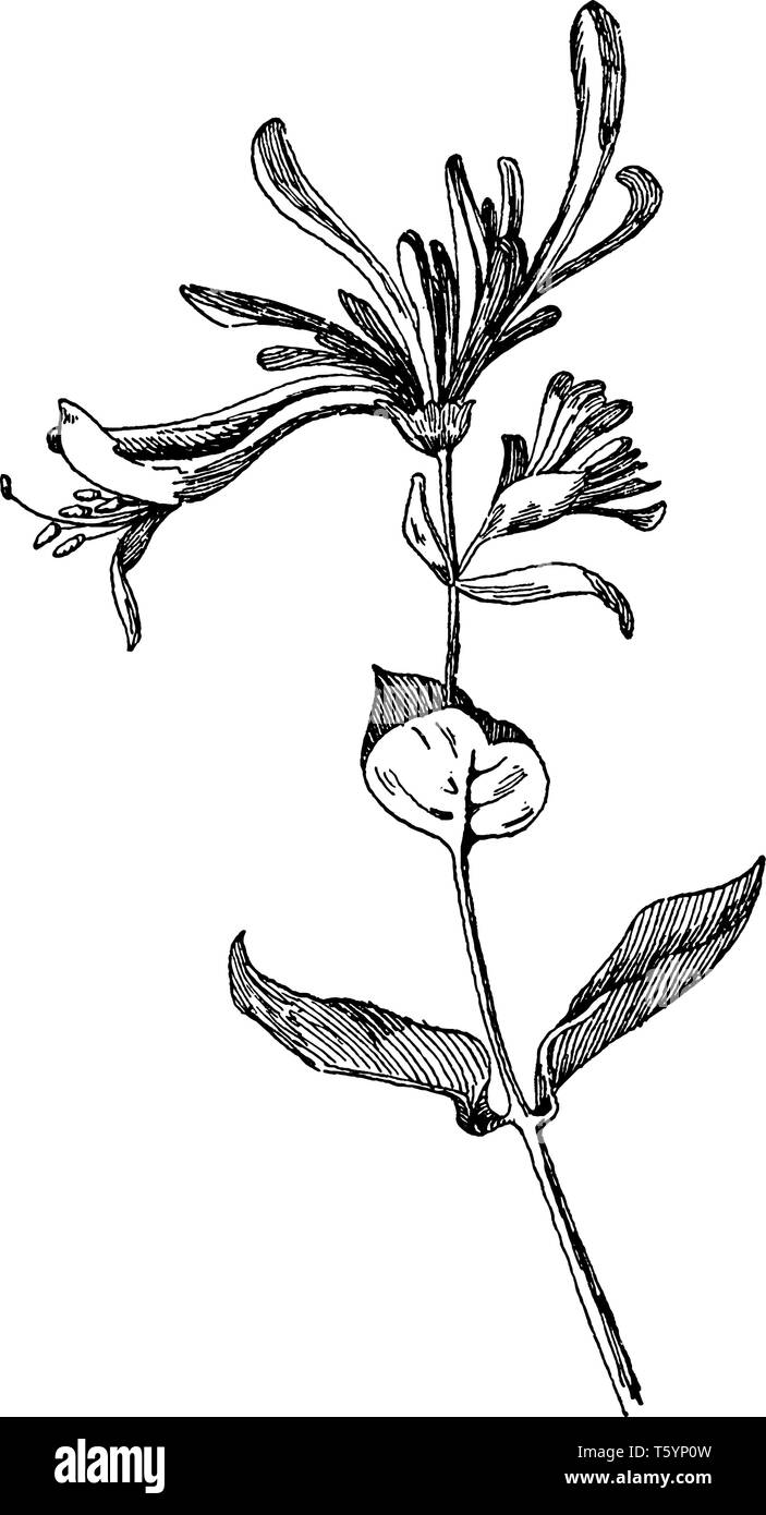 Shrubs of north america Cut Out Stock Images & Pictures - Alamy