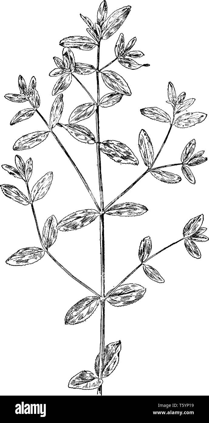 Smooth stem Stock Vector Images - Alamy