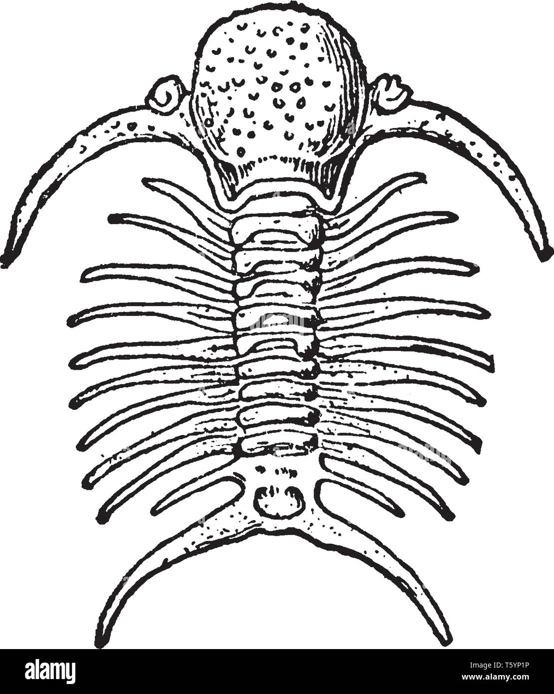Trilobites in a line hi-res stock photography and images - Alamy