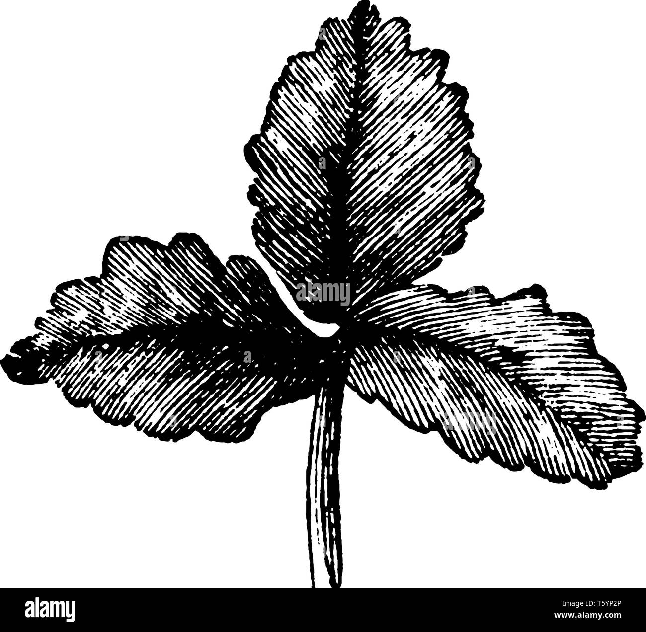 Three lobed leaf Stock Vector Images - Alamy