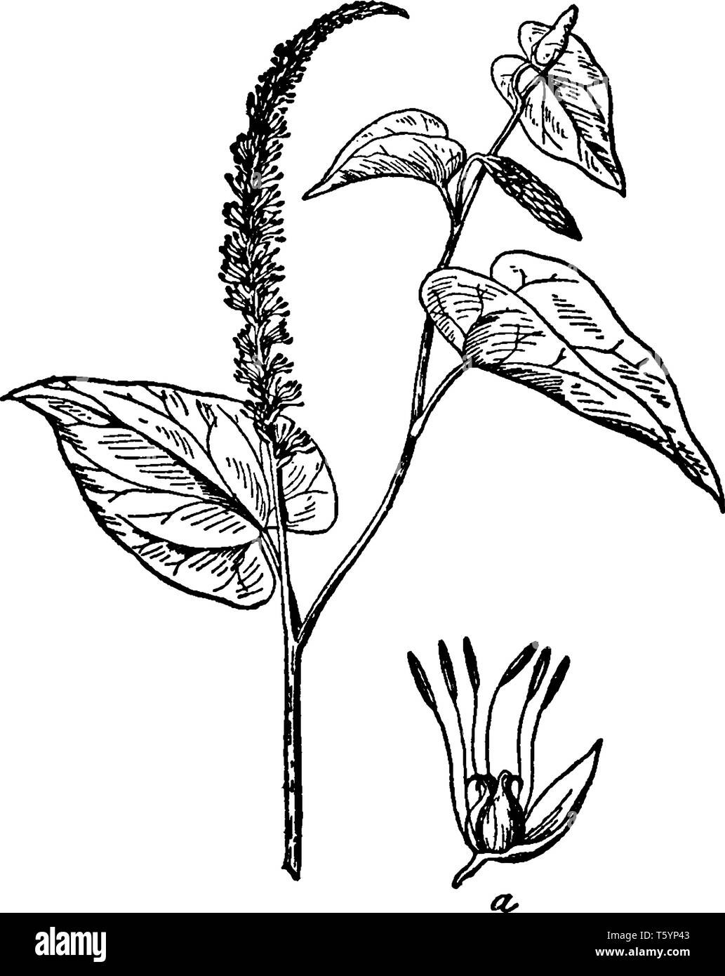 This is flowering branch of Lizard's Tail. Flowers are borne on a long ...