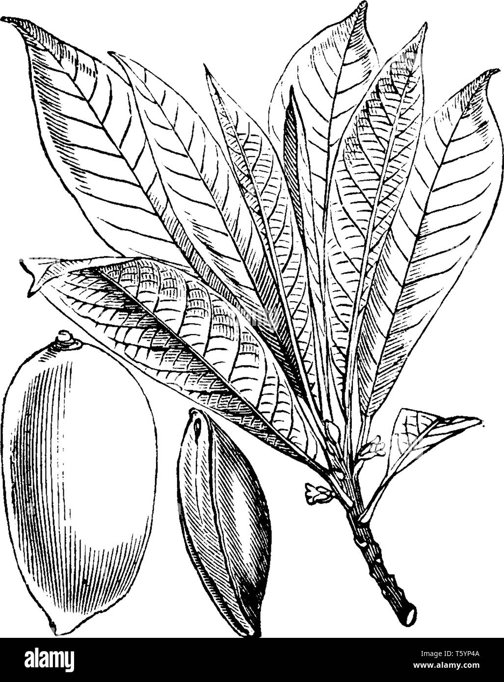 Southern tree species Stock Vector Images - Alamy