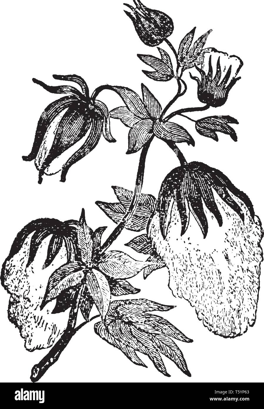 Cotton is used to make clothes, bed etc, vintage line drawing or ...