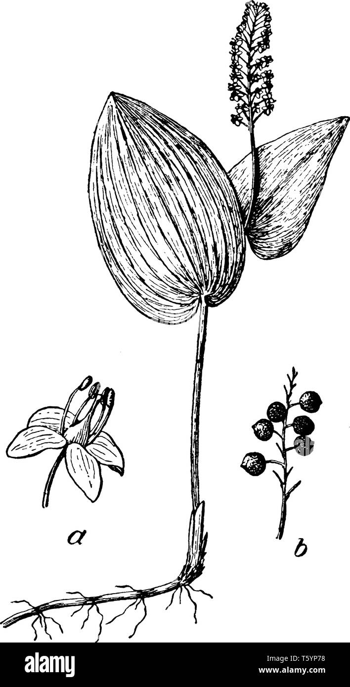 Mayflower line drawing Stock Vector Images - Alamy