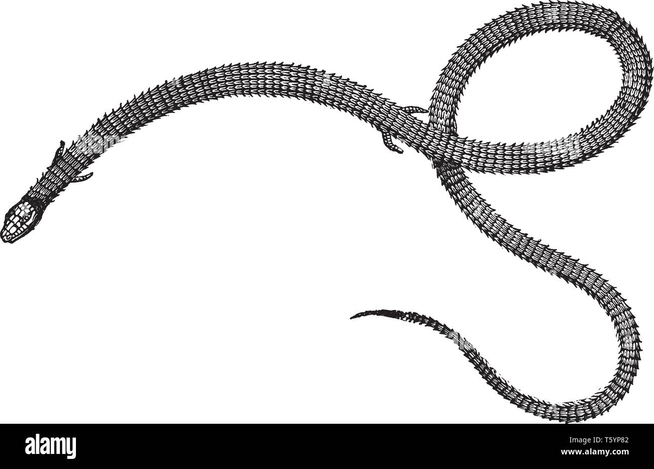 Anguine lizards are the most robust members of subfamily Anguinae ...