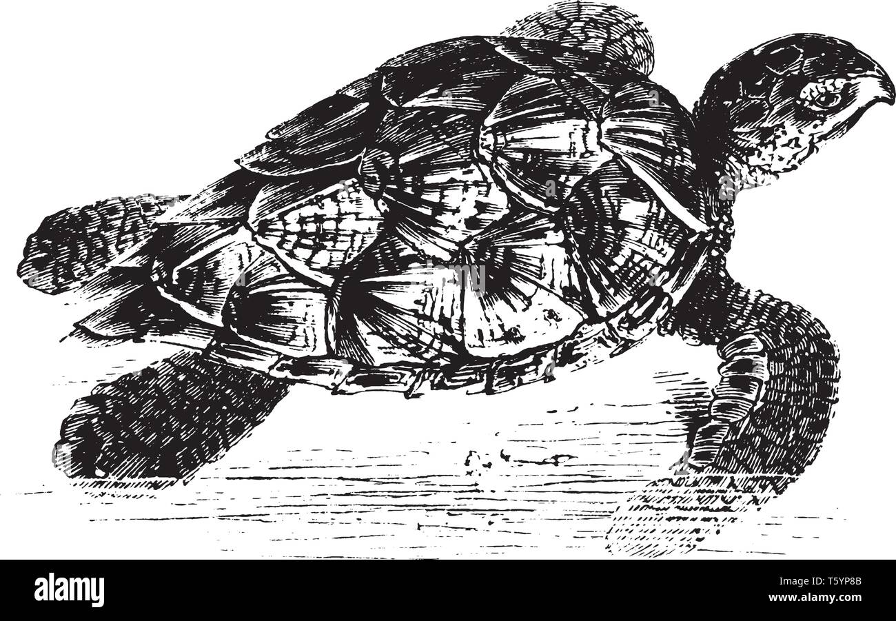 Hawk Bill Turtle is a critically endangered sea turtle belonging to the ...