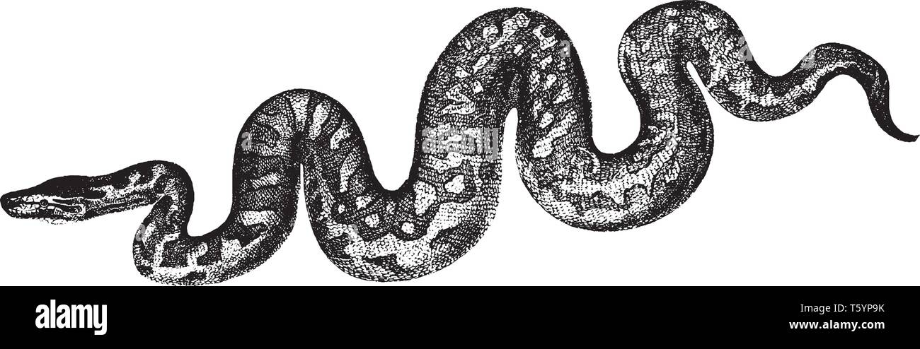 Boa constrictor is a species of large heavy bodied snake that is ...