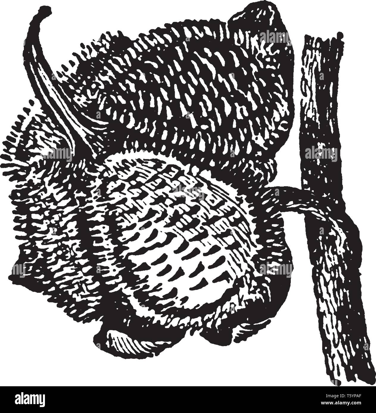 The image shows bur of hound's tongue. Each plant produces up to 4000 ...