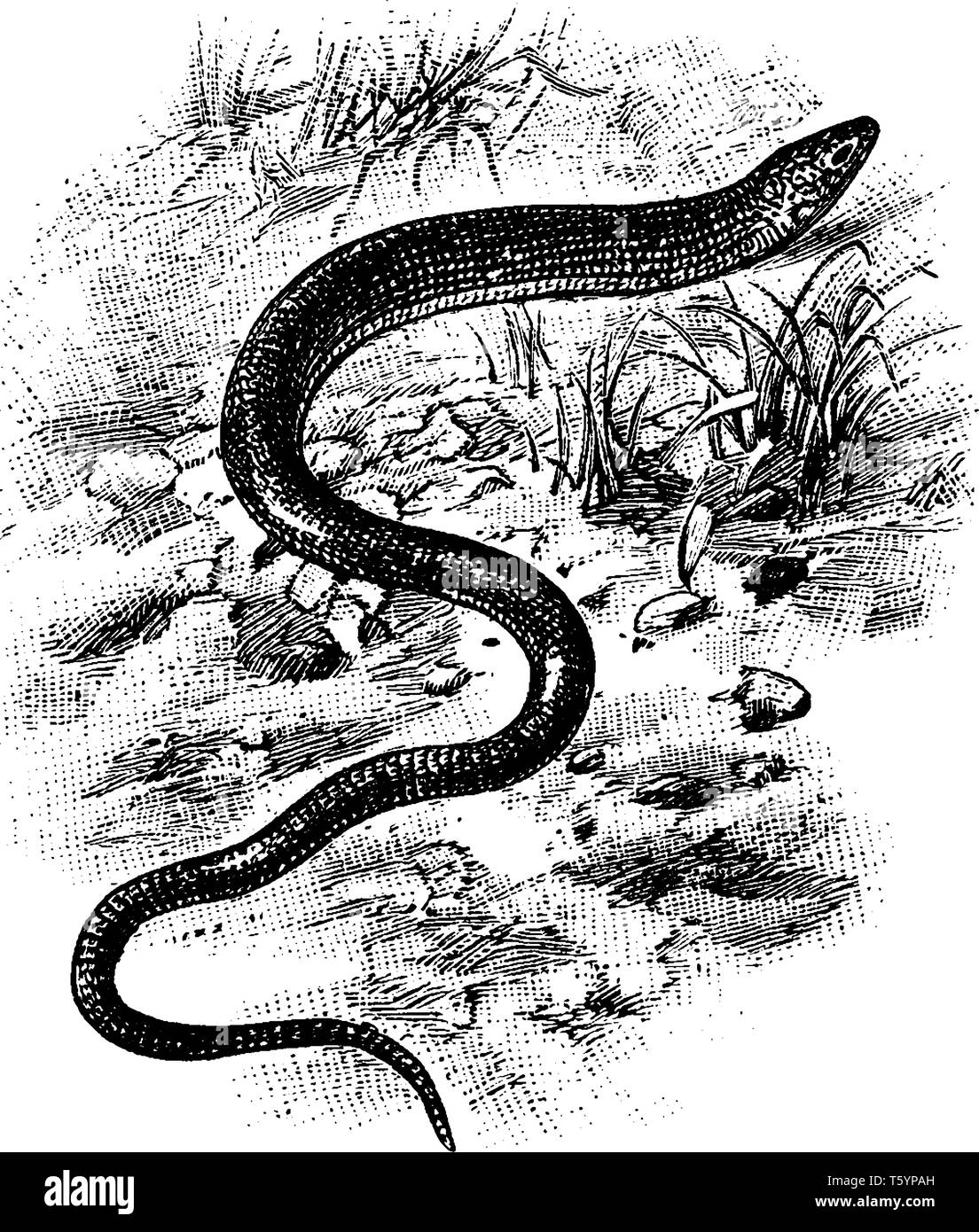 Eastern Glass Lizard is a legless lizard in the Anguidae family ...