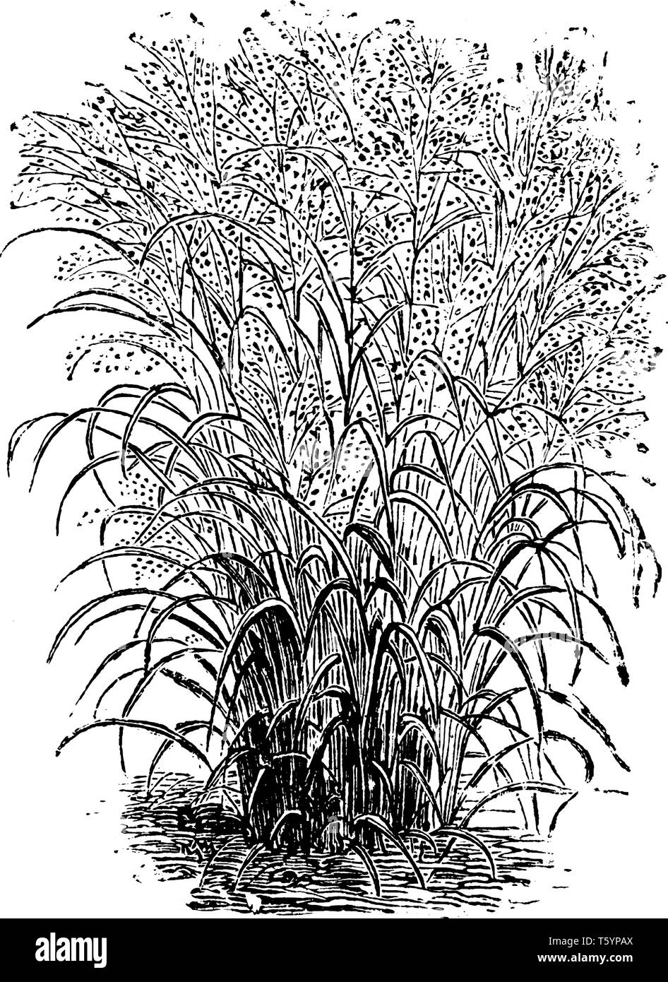 The grass shown in this frame is known as Panicum virgatum. Panicum ...