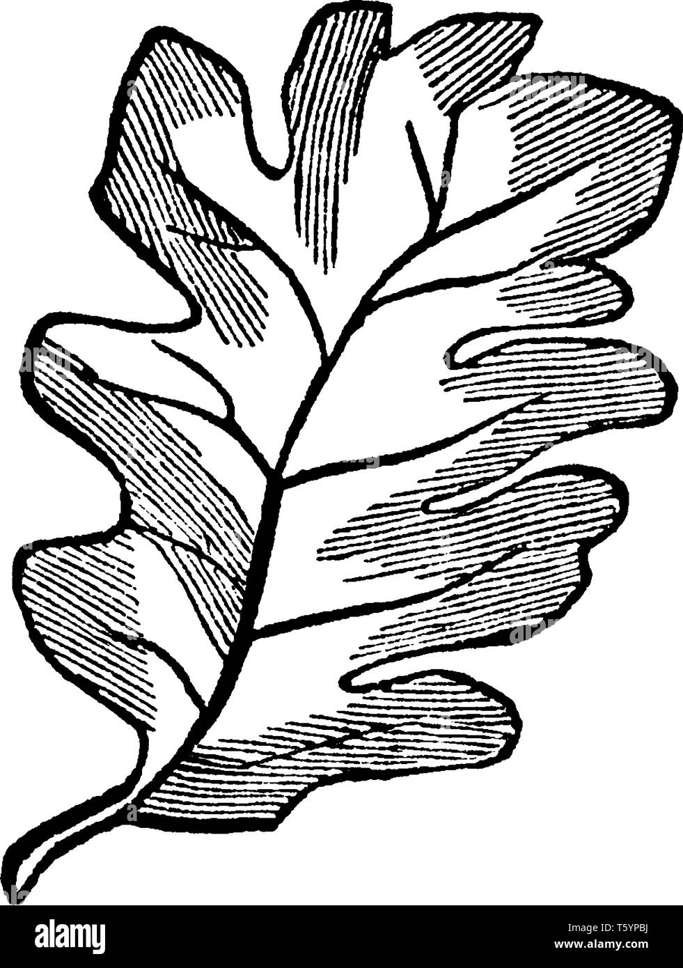 This is an image of lobed leaf and it is broad at bottom, vintage line ...