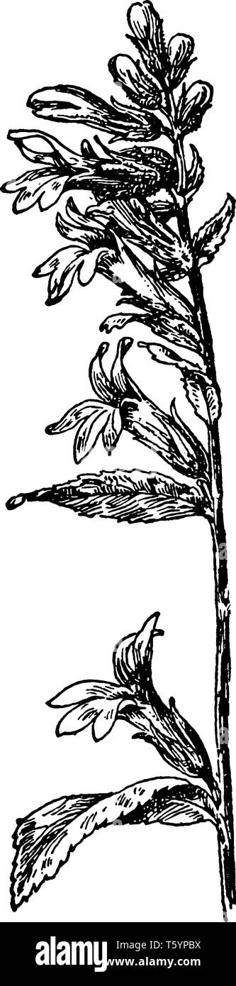 This is a branch of Great Lobelia with blue cardinal flower. Leaves are ...