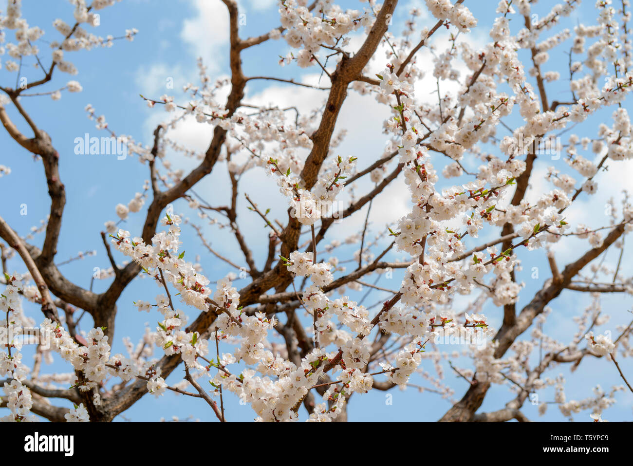 Spring flowering of apricot tree. Background for a festive wedding card ...
