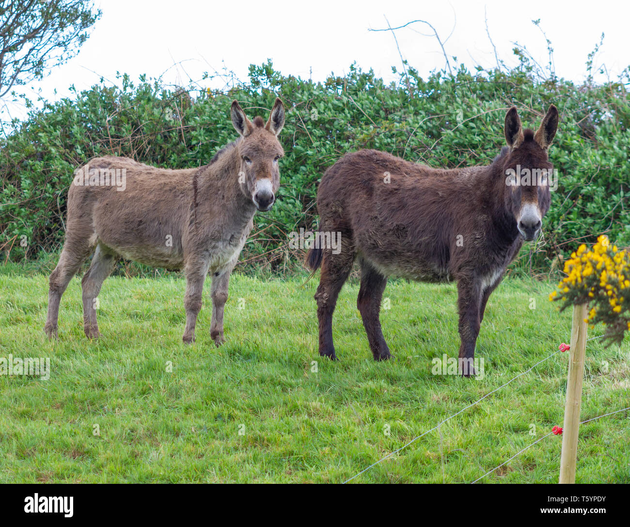 Irish donkey hi-res stock photography and images - Alamy