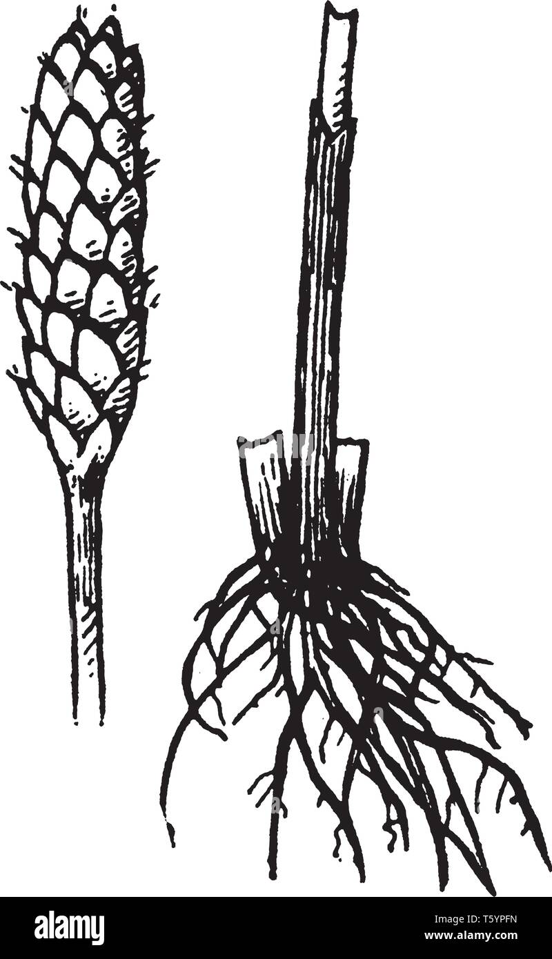 A picture is showing Eleocharis. This is a flowering plant and it ...