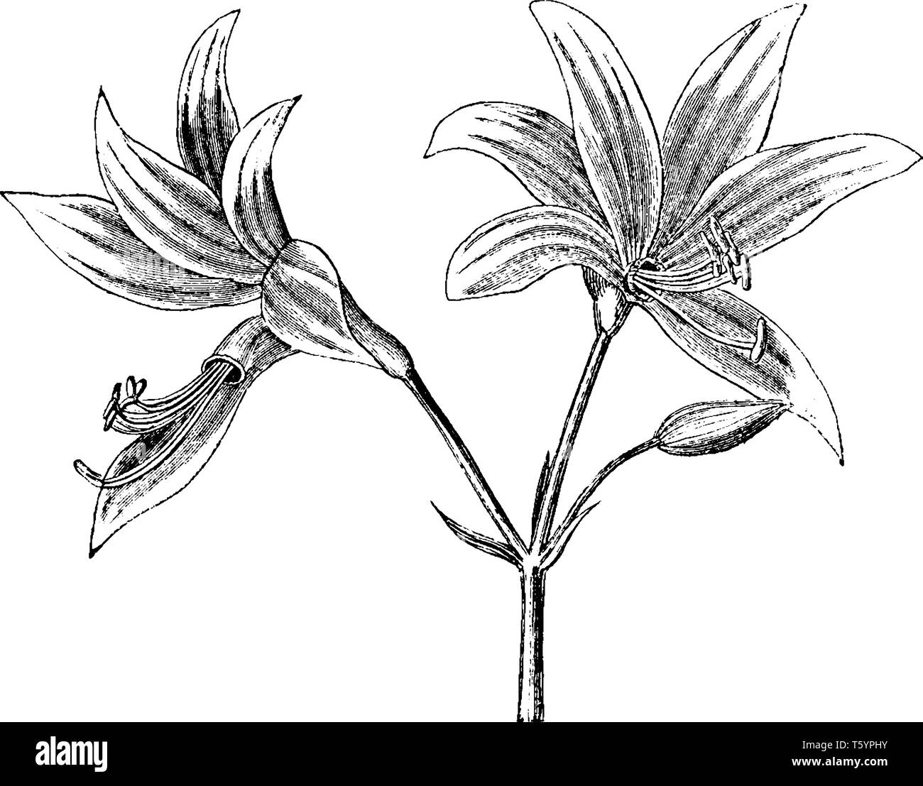 This is an image is of Placea Arz. The flower grows in the winter and ...
