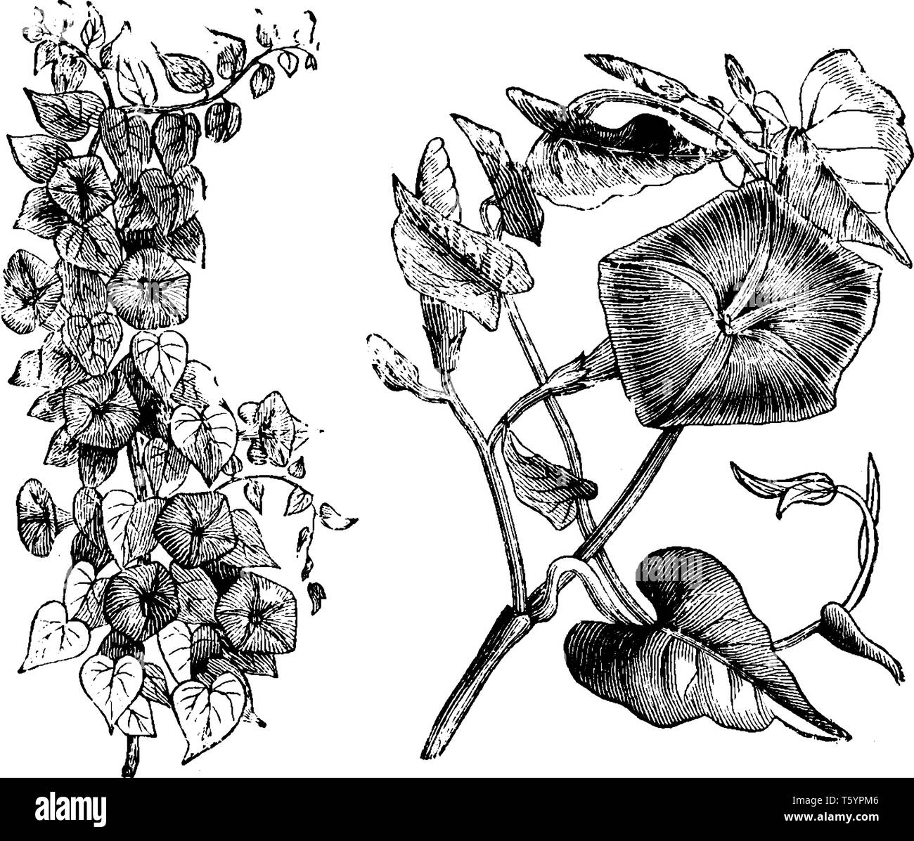 Four red black white Black and White Stock Photos & Images - Alamy