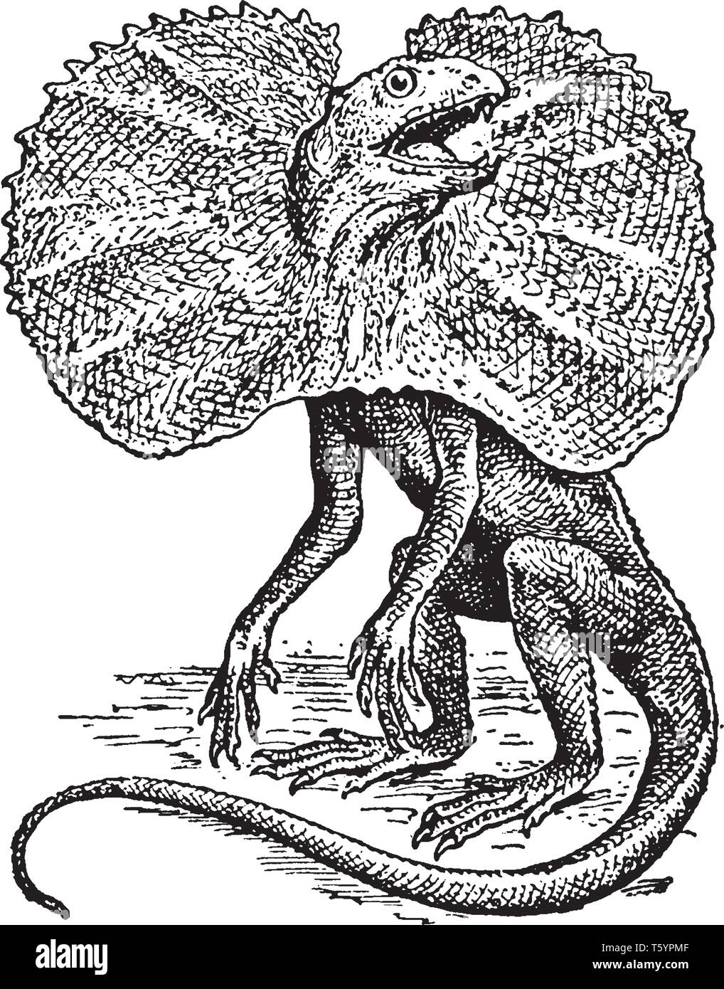 Frilled Lizard reaches a length of about thirty two inches and receives ...