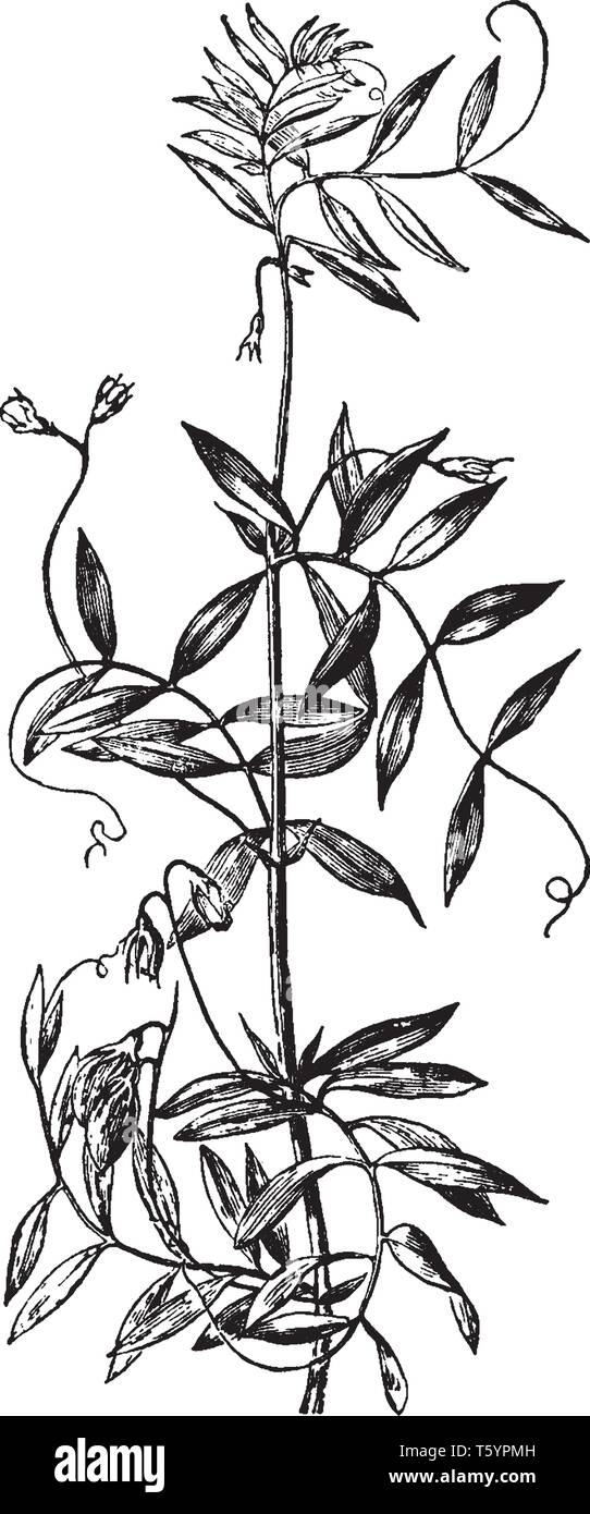 Lentil plant hi-res stock photography and images - Alamy