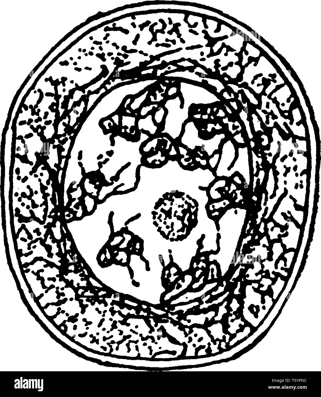 A picture showing the eighth stage of Division of Grandmother Cell ...