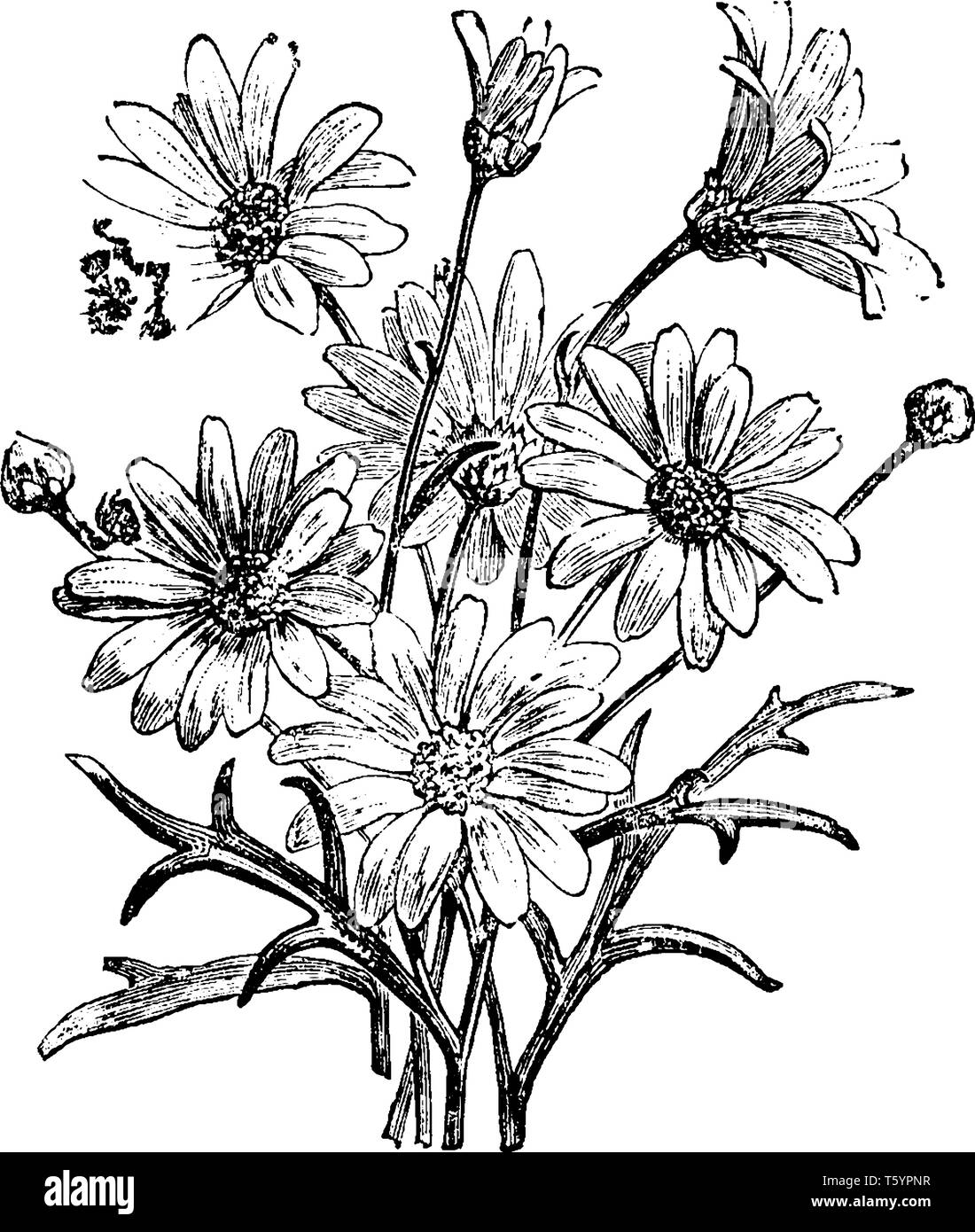 Vector pyrethrum Black and White Stock Photos & Images - Alamy