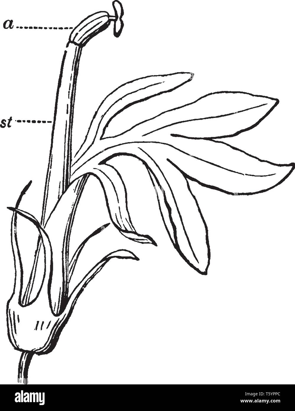 Bell shaped flowers Black and White Stock Photos & Images - Alamy