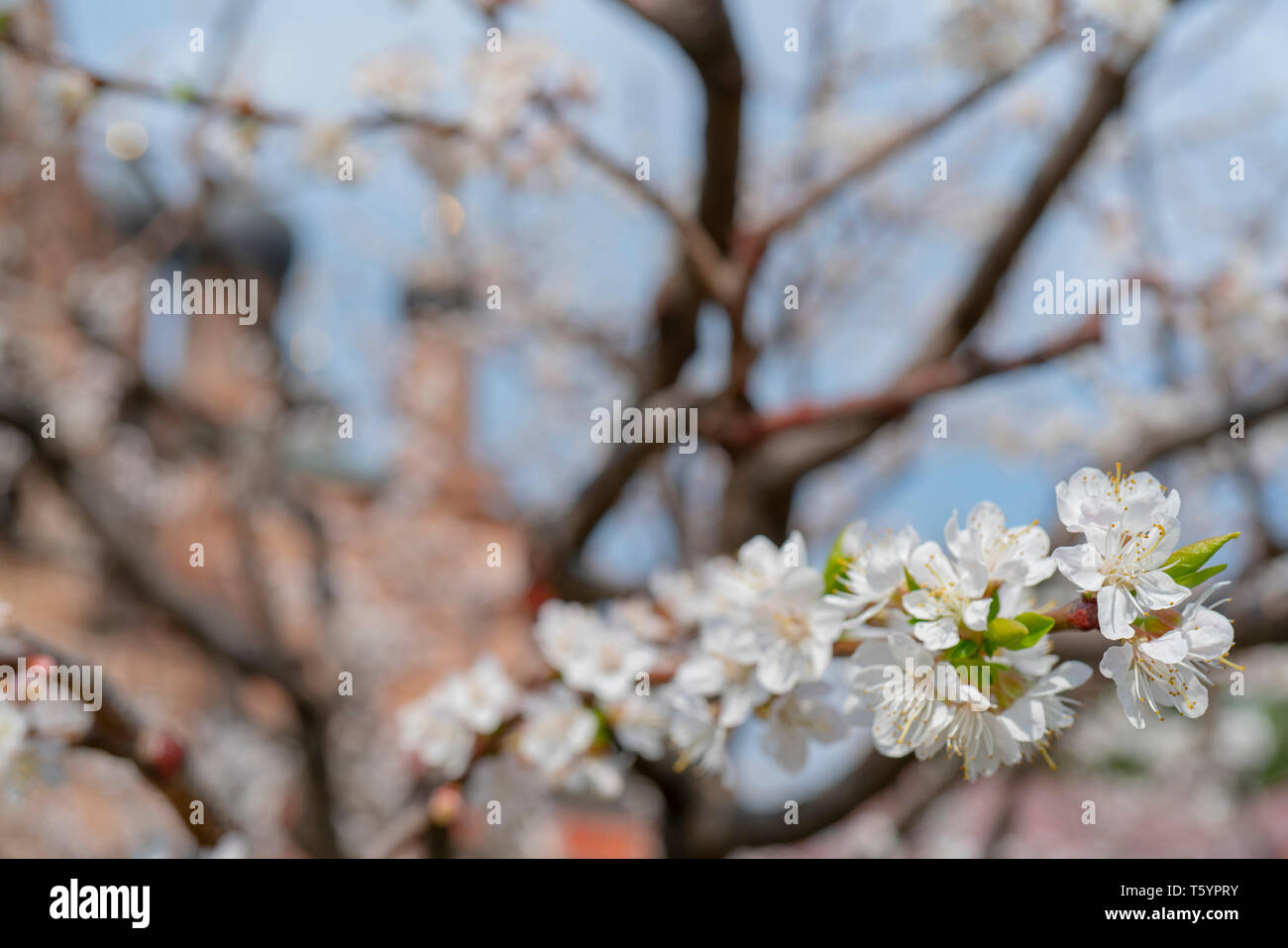 Spring flowering of apricot tree. Background for a festive wedding card ...