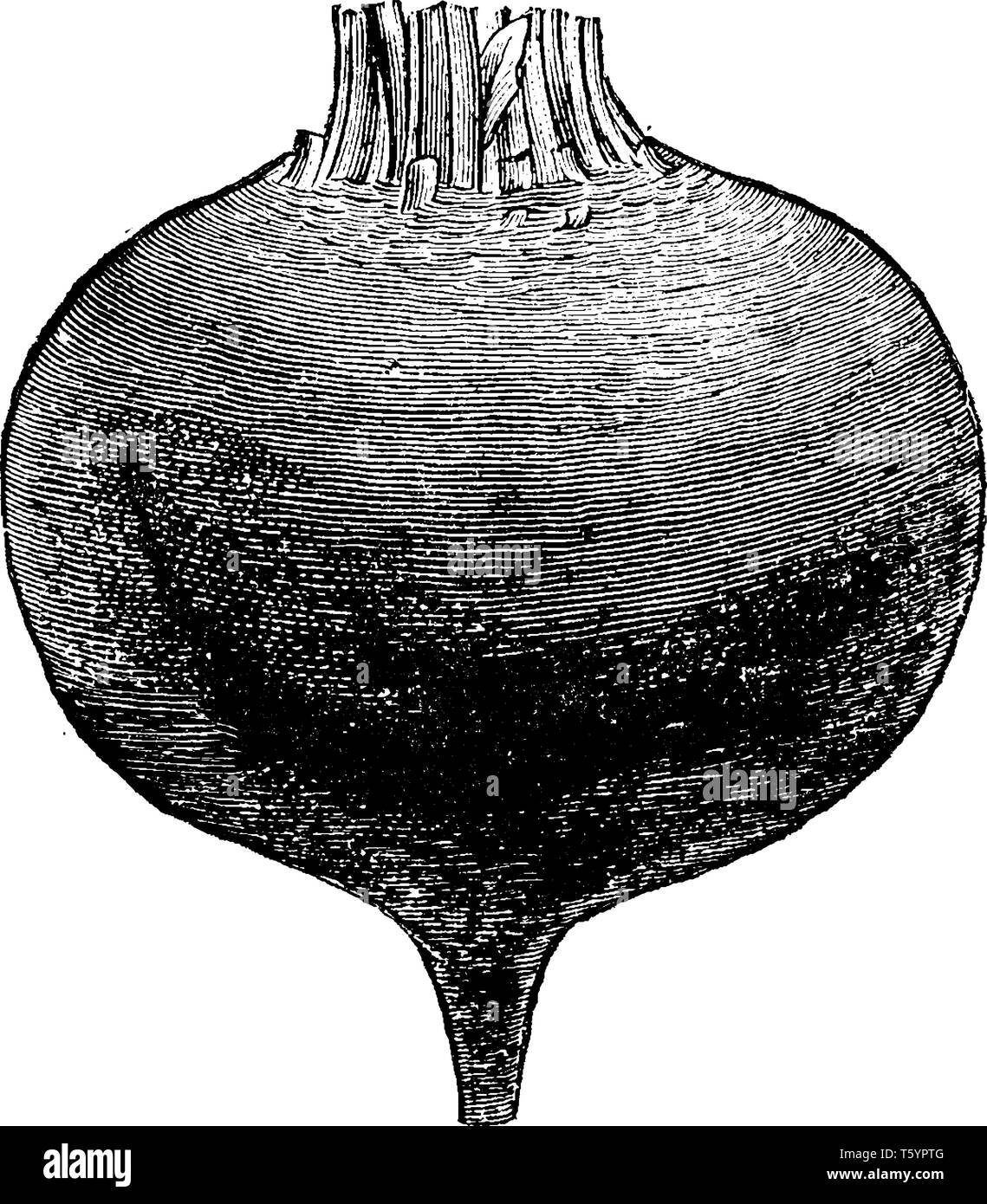 This is root of beets plant root. It has the same shape as the round ...